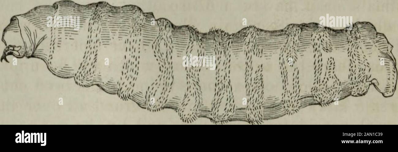 Surgical maggots hi-res stock photography and images - Alamy