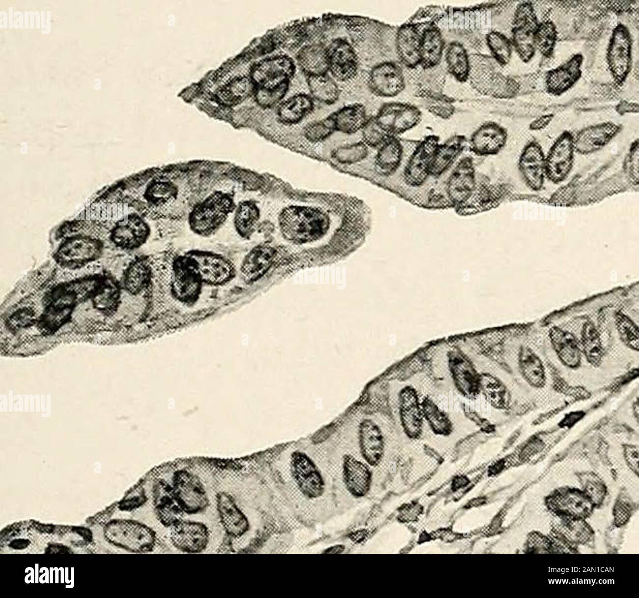 Phylum Cycadophyta Microscope