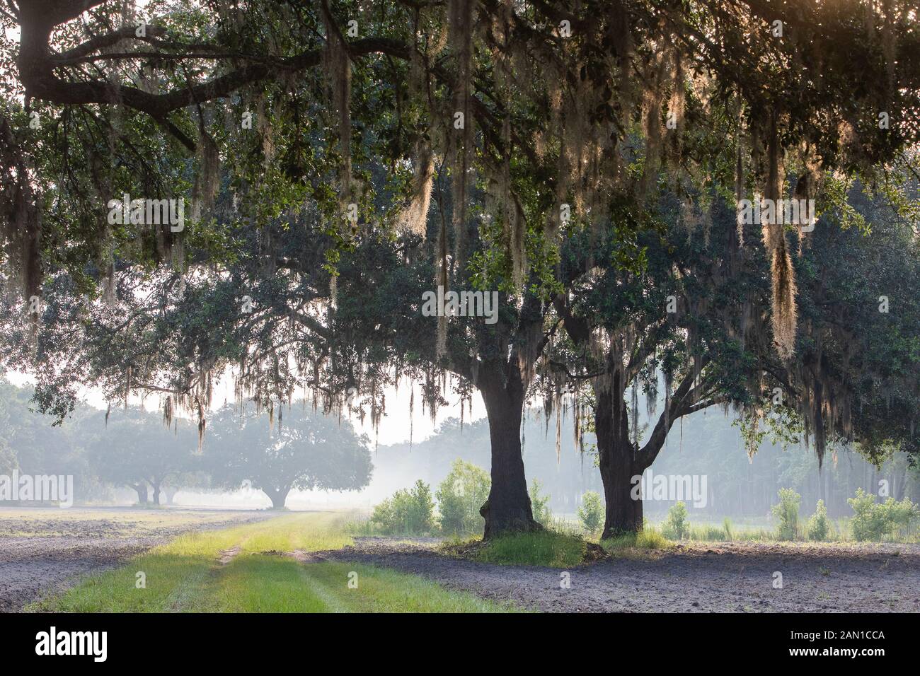 Live Oak trees in South Carolina Stock Photo - Alamy