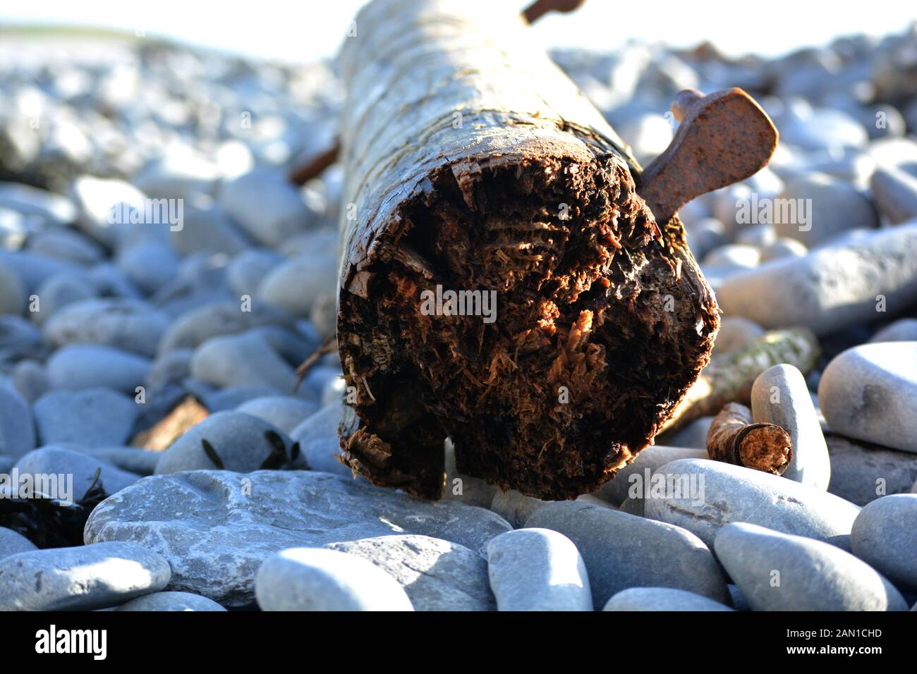 Gnarled and weathered draft wood washed up onto the pebble beach in ...