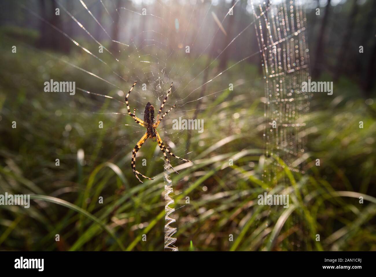 Spider in woods in South Carolina Stock Photo - Alamy