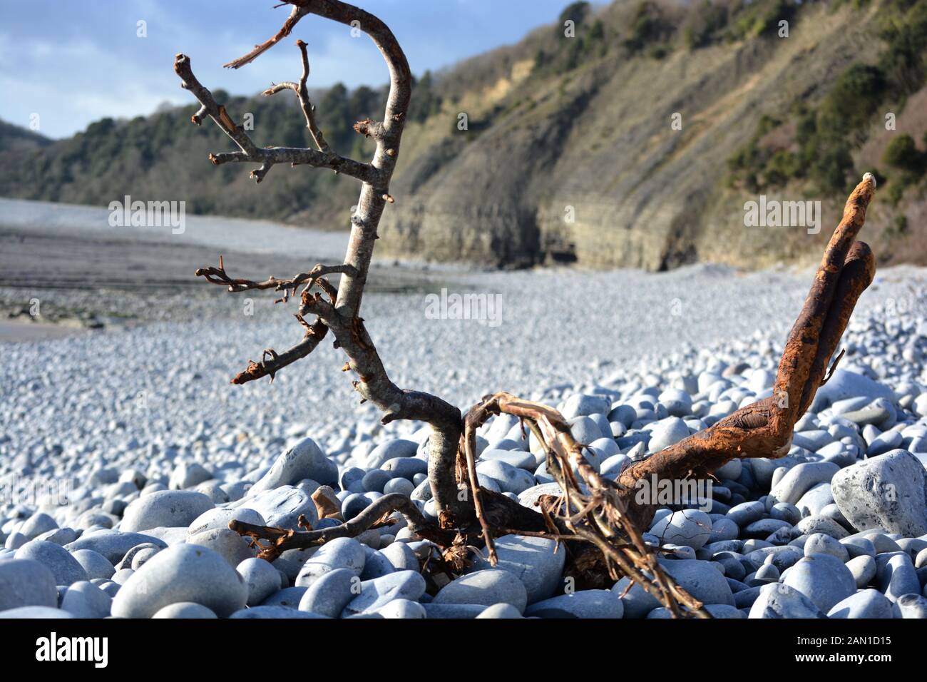 Gnarled and weathered draft wood washed up onto the pebble beach in ...