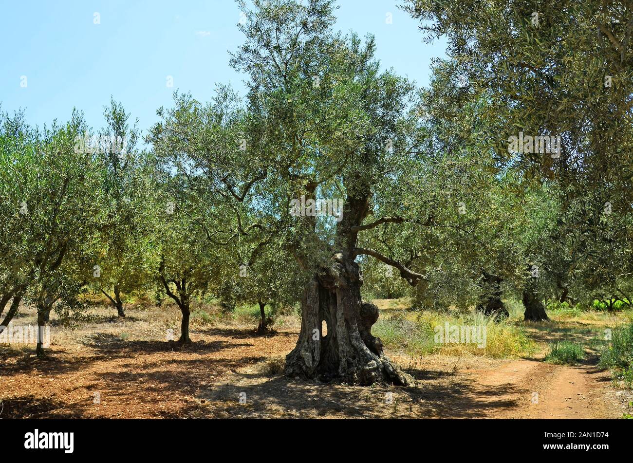 Zante tree hi-res stock photography and images - Alamy