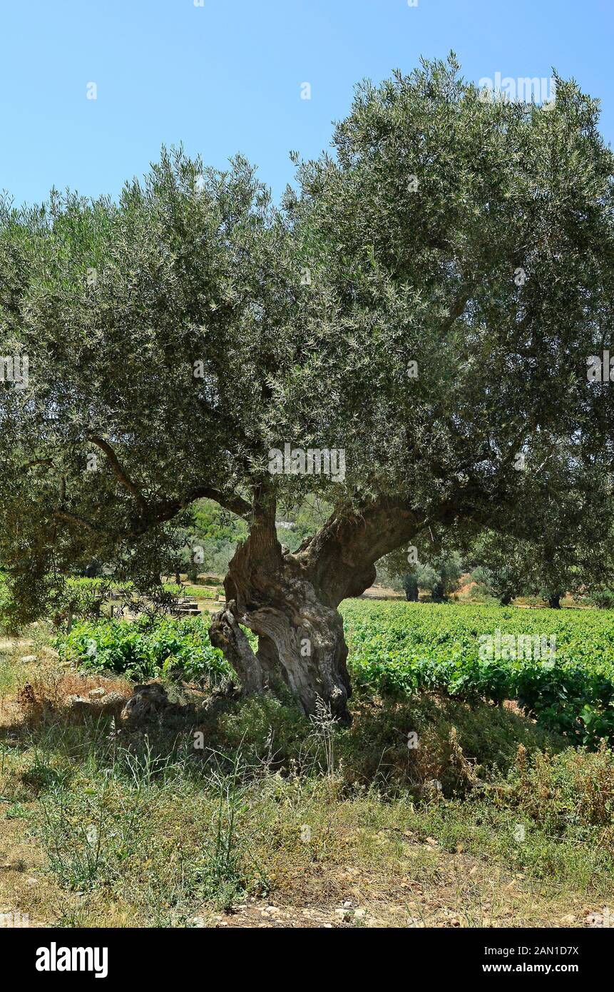 Greece, Zakynthos Island, olive tree Stock Photo - Alamy