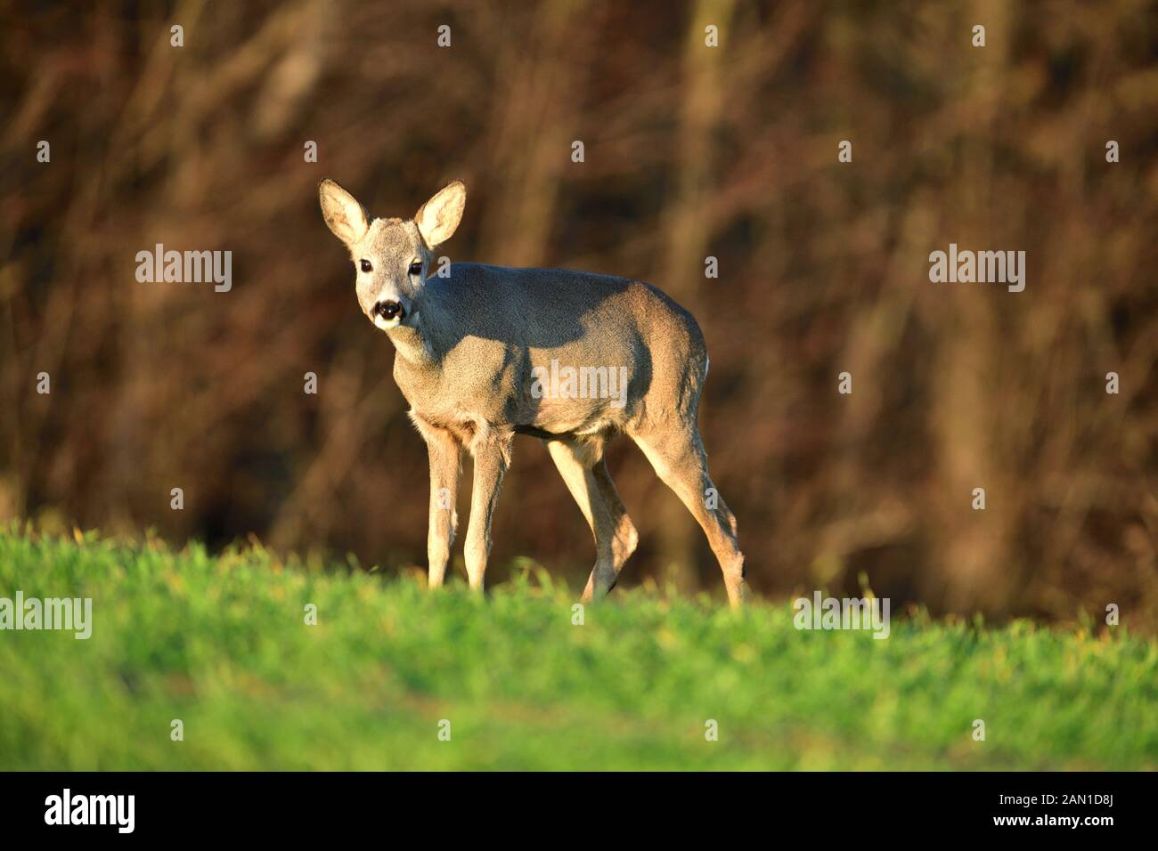 Young roe deer with without antler watching on the enemy on meadow ...