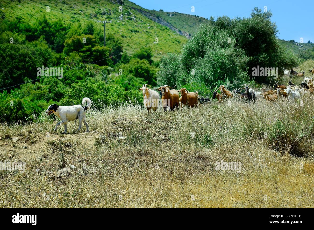 Greek shepherd dog hi-res stock photography and images - Alamy