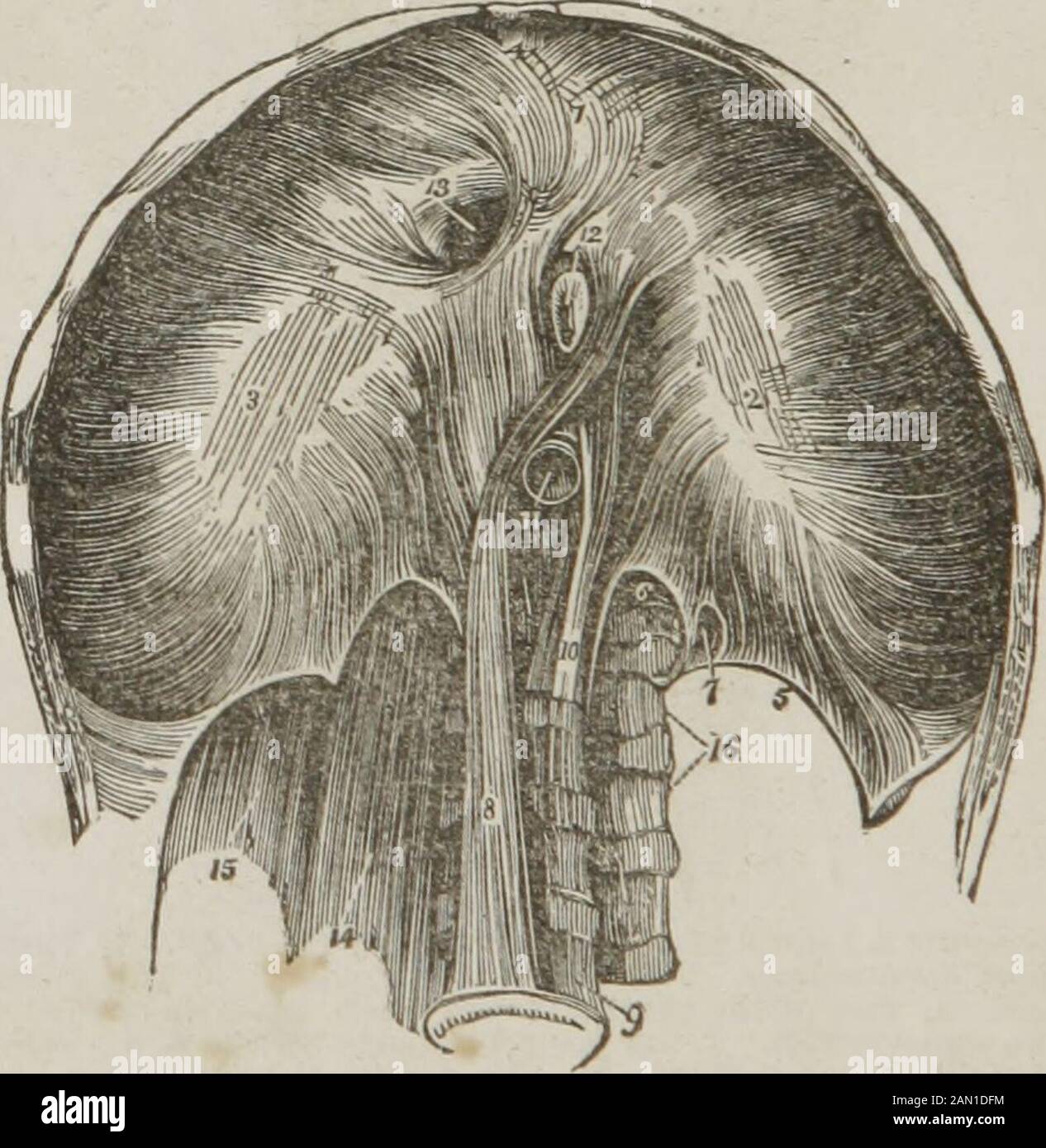 Anatomy and physiology : designed for academies and families . action ...