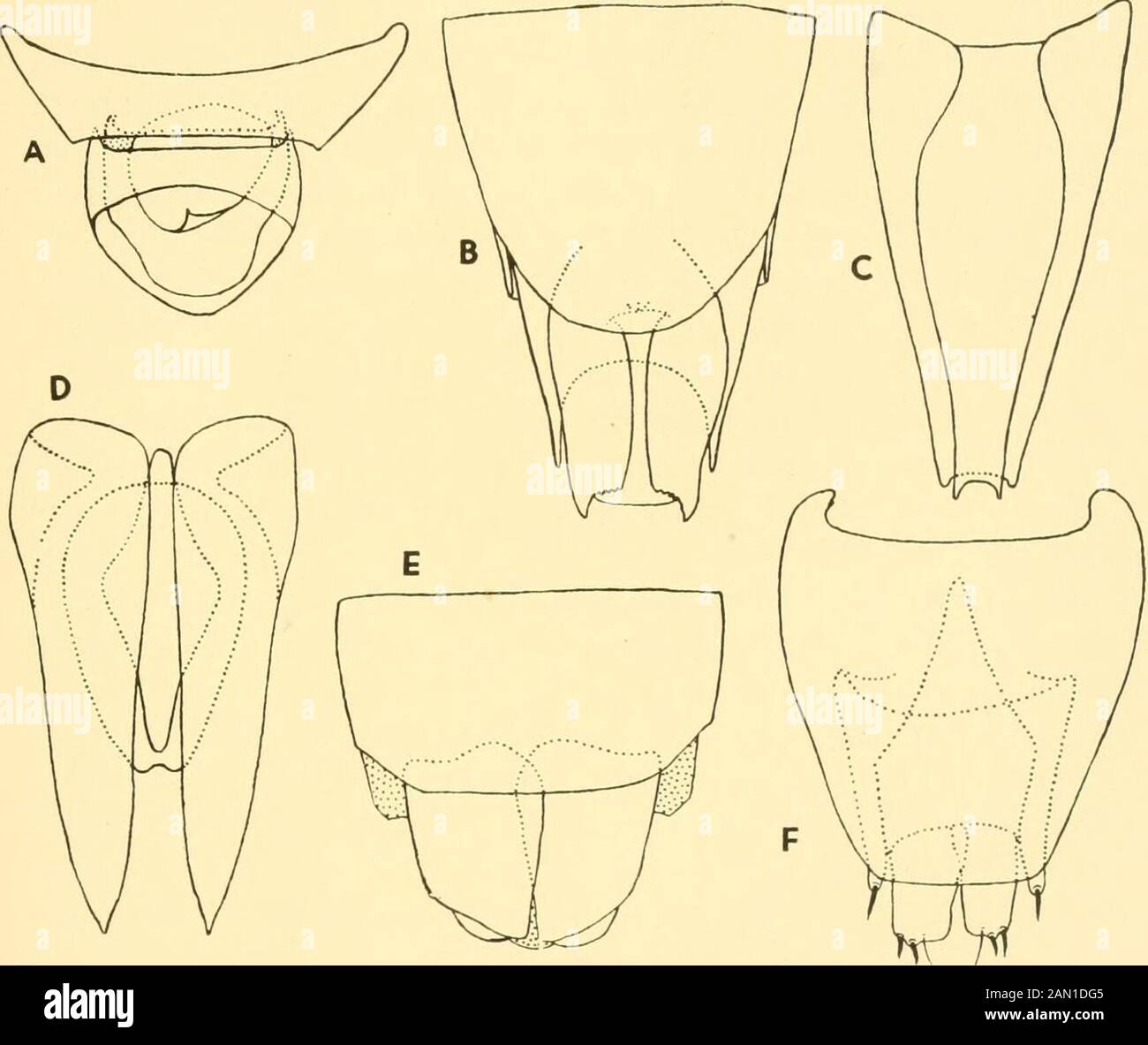 Smithsonian miscellaneous collections . Fig. 29.—Intrafamily variation ...