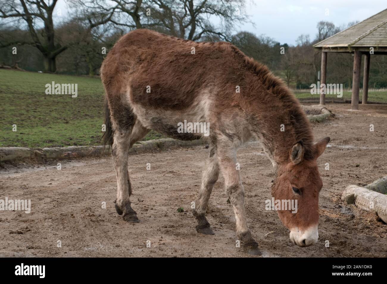 Eastern Kiang - Equus kiang - grazing at Knowsley Safari Park ...