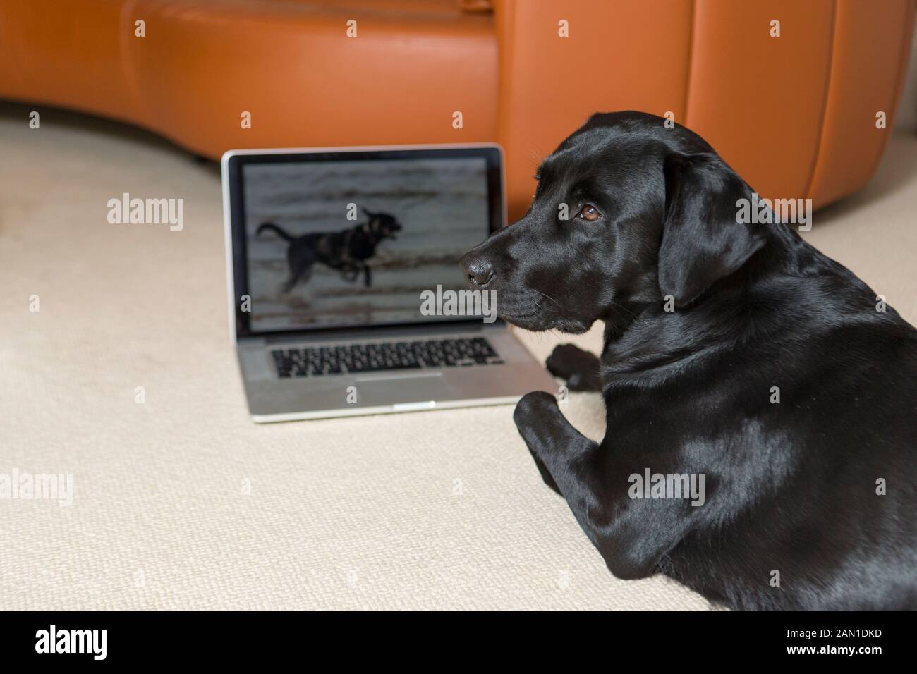 Black labrador with laptop hi-res stock photography and images - Alamy