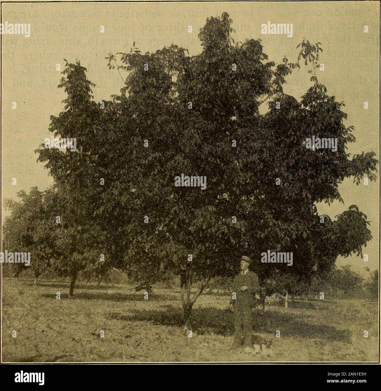 Walnut planting tree hi-res stock photography and images - Alamy