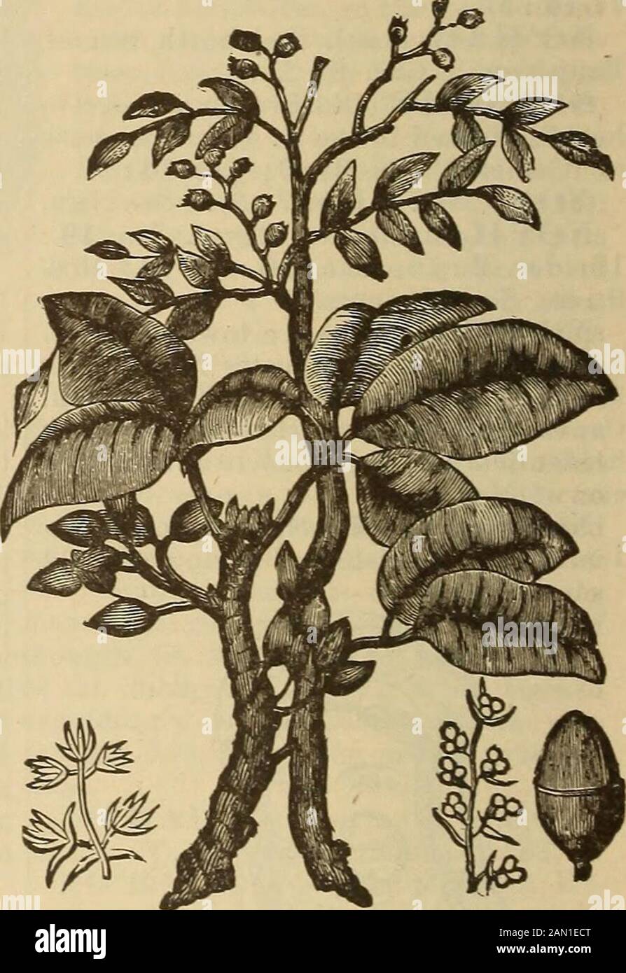 A dictionary of the Bible.. . ough fiery serpents, and the sim-ple ...