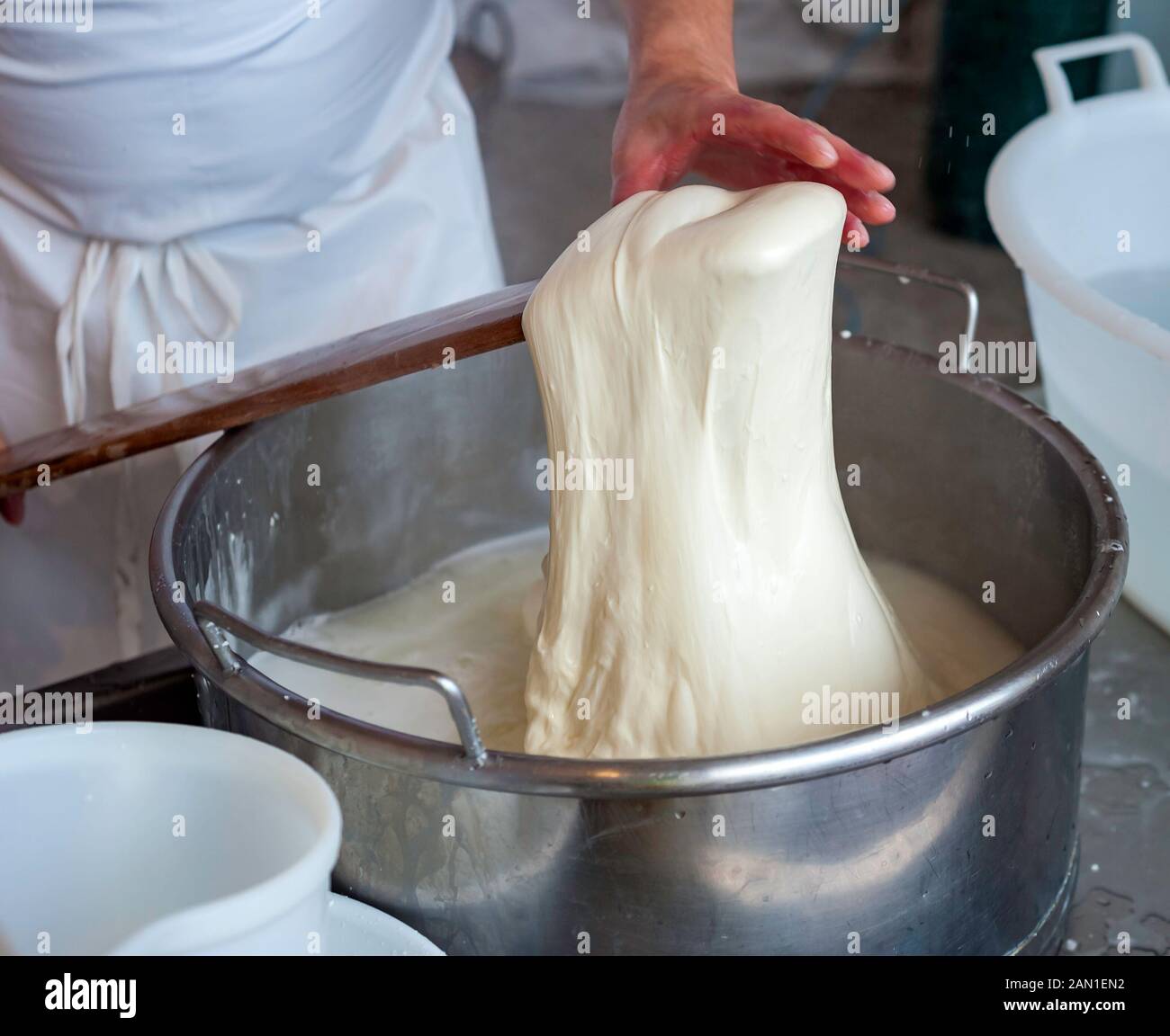 Homemade cheese producer, produces handmade mozzarella with fresh ...