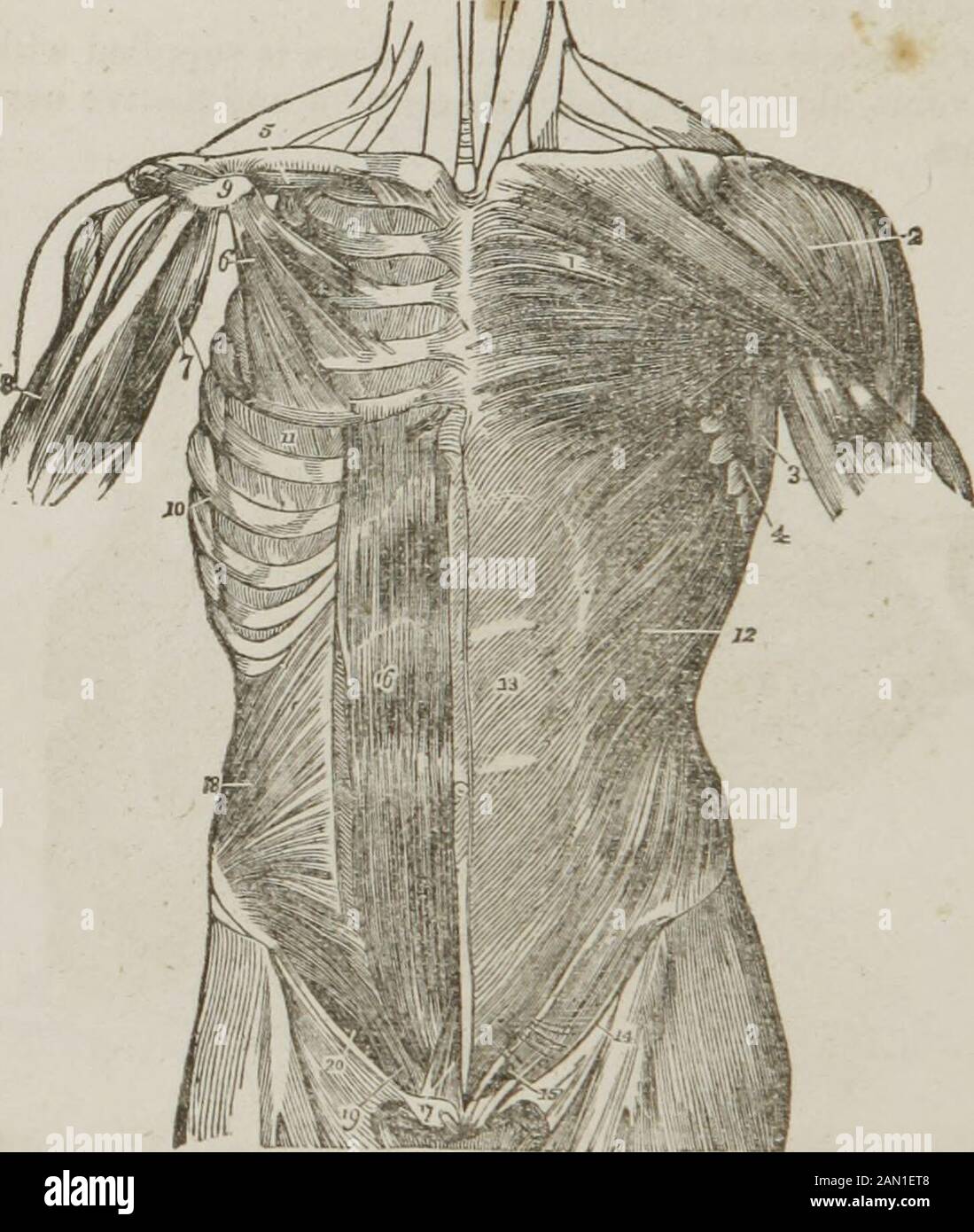 Superior rectus muscles hi-res stock photography and images - Alamy