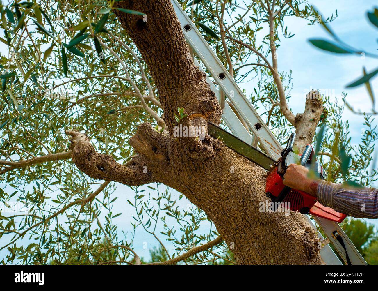 Pruning olive tree of apulia. Good agricultural practice against ...