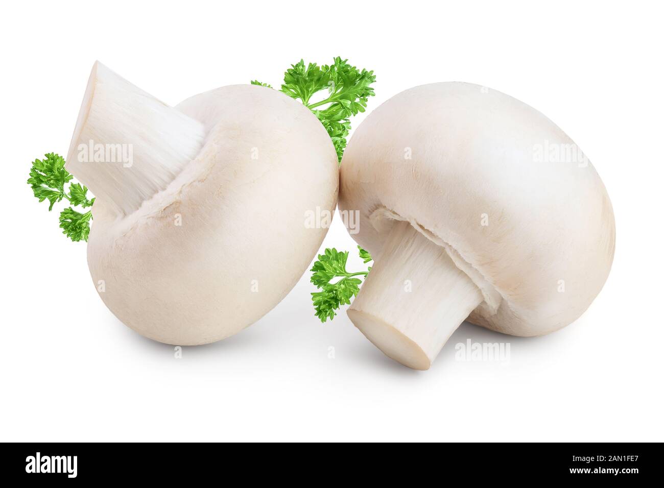 Fresh mushroom champignon isolated on white background with clipping ...