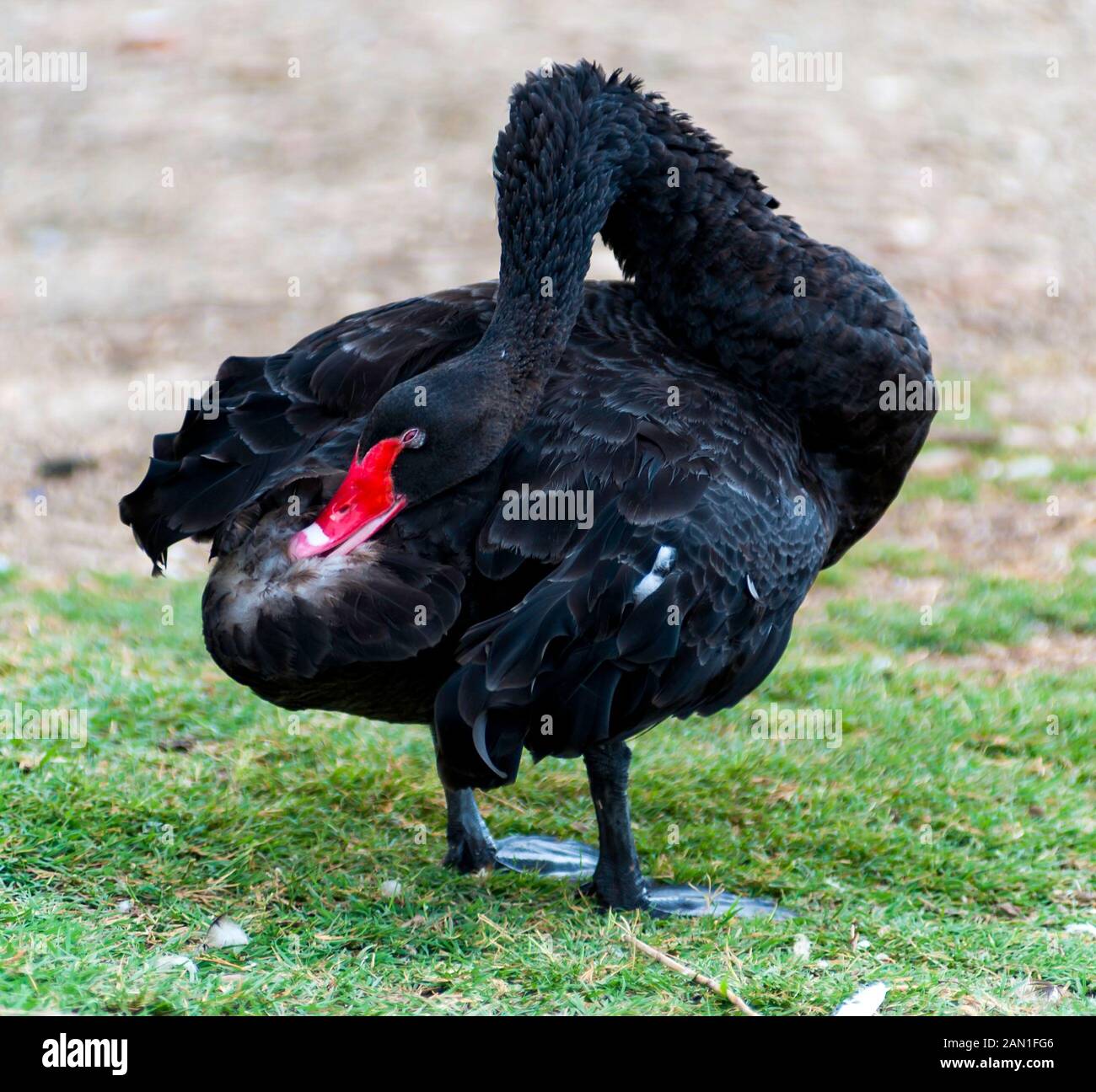 Beautiful West Australian black swan cygnus atratus in the green grass ...
