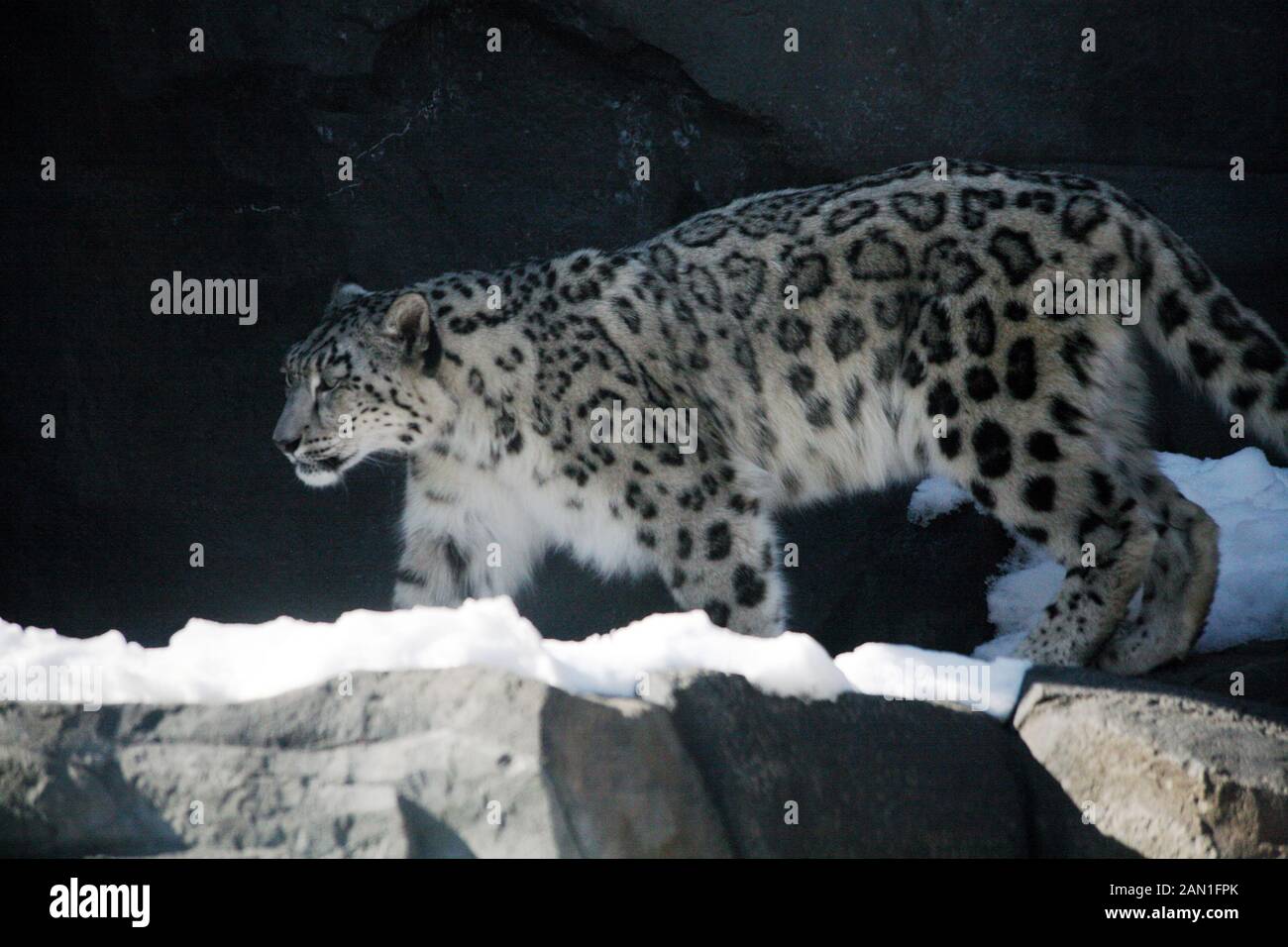 Himalayan snow leopards hi-res stock photography and images - Alamy