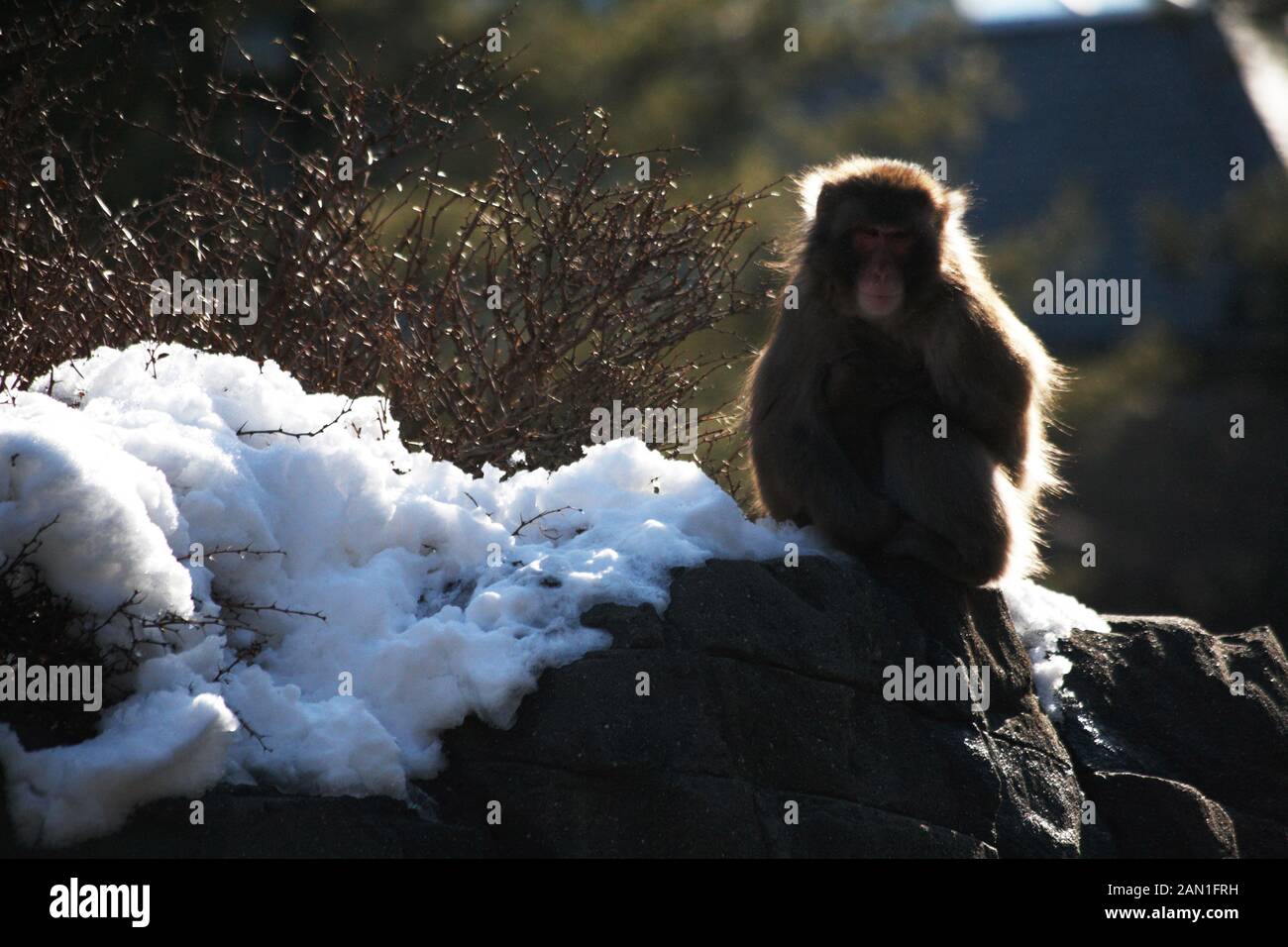 Japanese macaque in the snow Stock Photo - Alamy