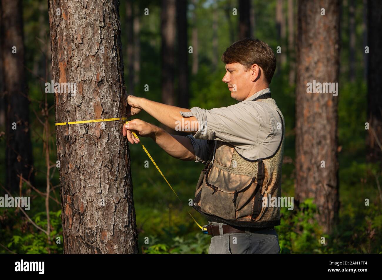 Measuring pine trees Stock Photo - Alamy