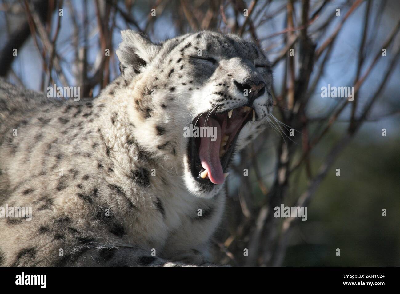 Snow leopards nepal hi-res stock photography and images - Alamy