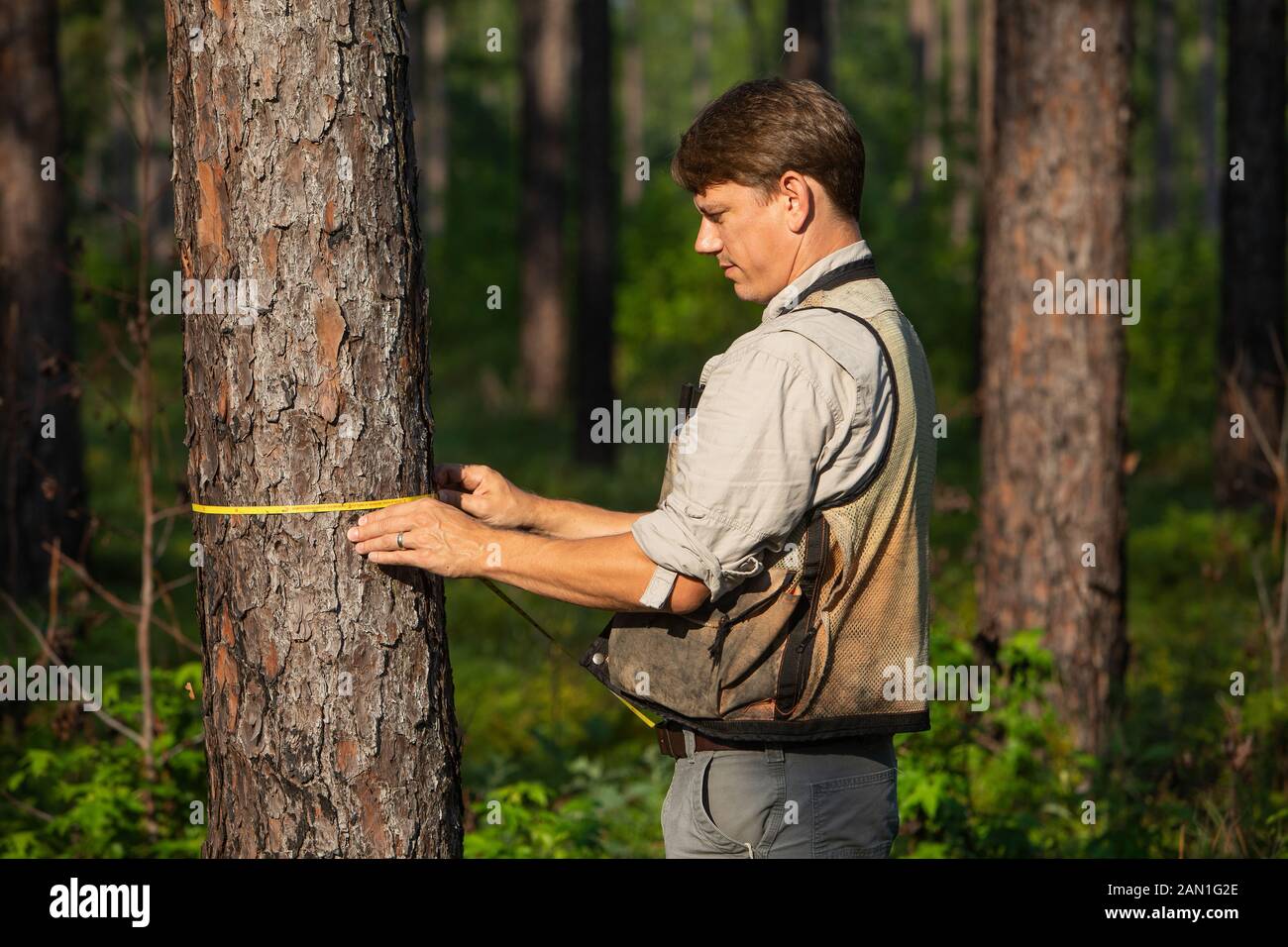 Measuring pine trees Stock Photo - Alamy