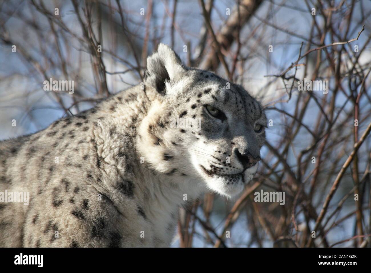 Snow leopards mating snow lrbis panthera uncia felis irbis bhutan hi ...