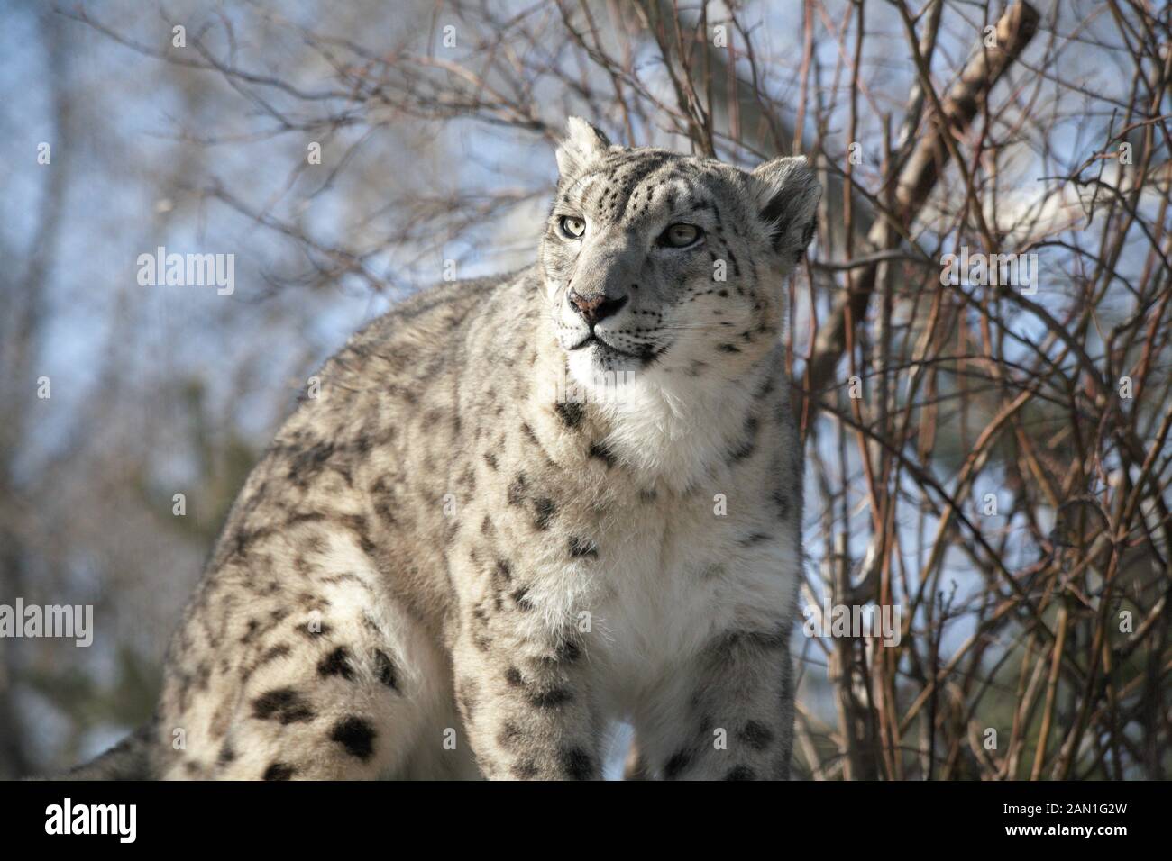 Himalayan snow leopards hi-res stock photography and images - Alamy