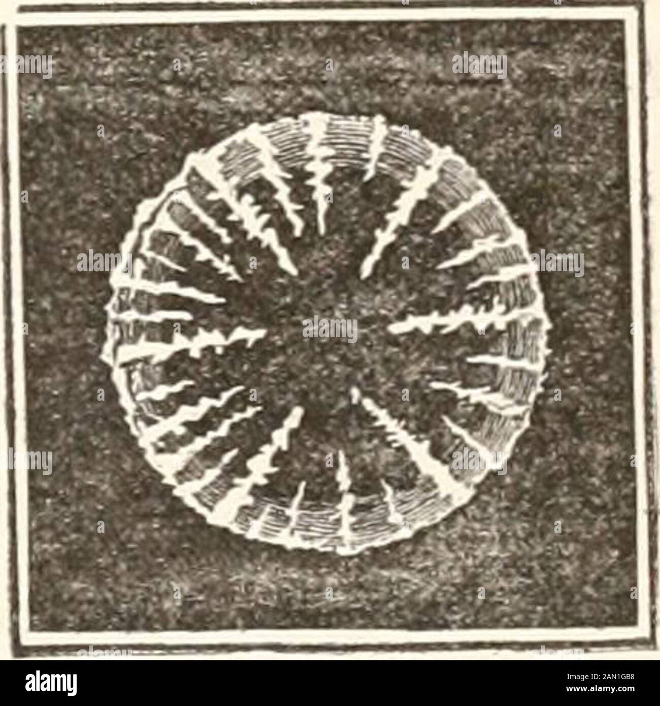A history of the British sea-anemones and corals . wall is beau-tifully ...