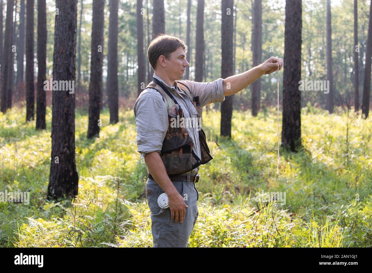 Measuring pine trees Stock Photo - Alamy