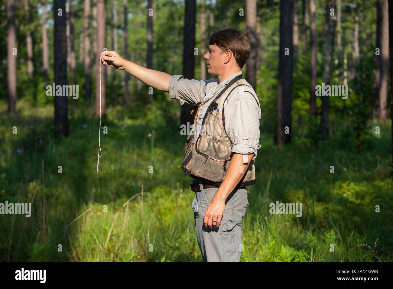 Measuring pine trees Stock Photo - Alamy