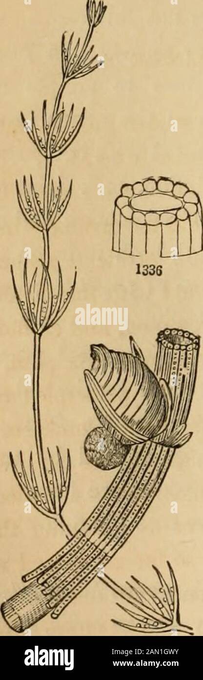 Introduction to structural and systematic botany, and vegetable ...