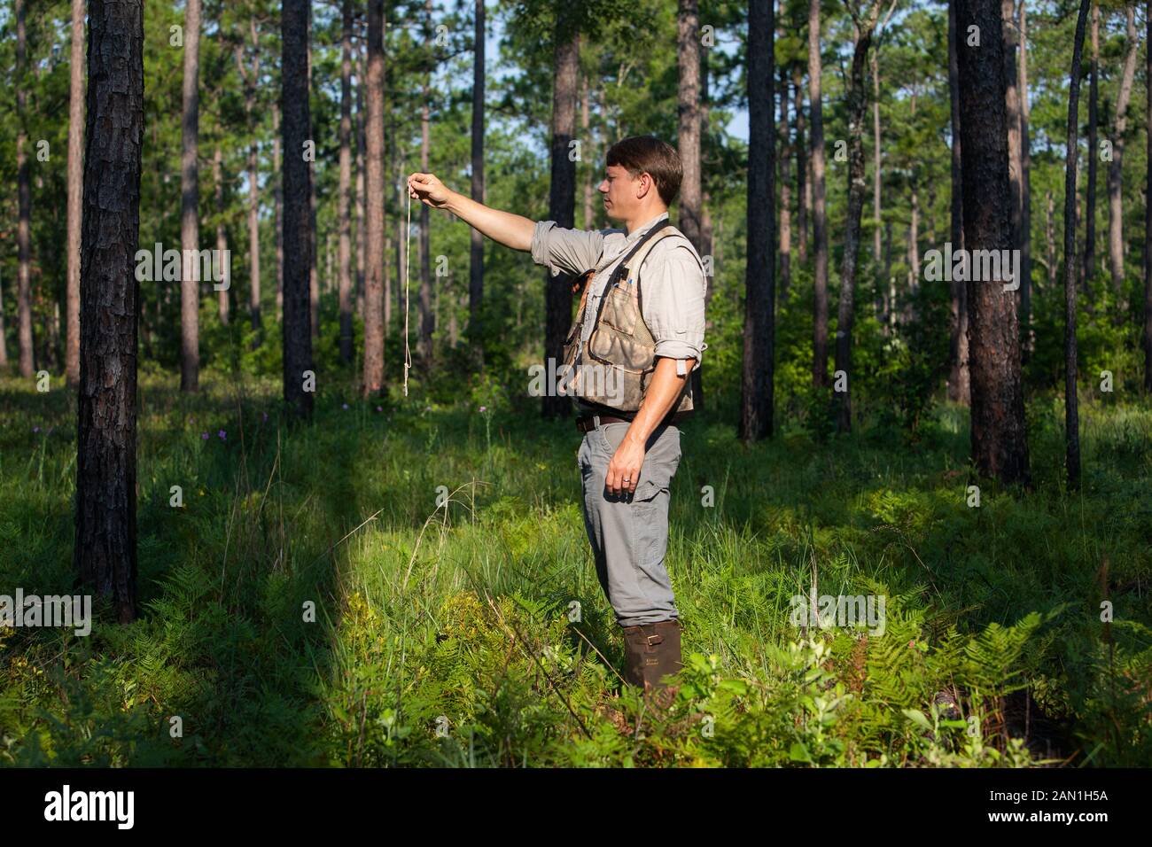 Measuring pine trees Stock Photo - Alamy