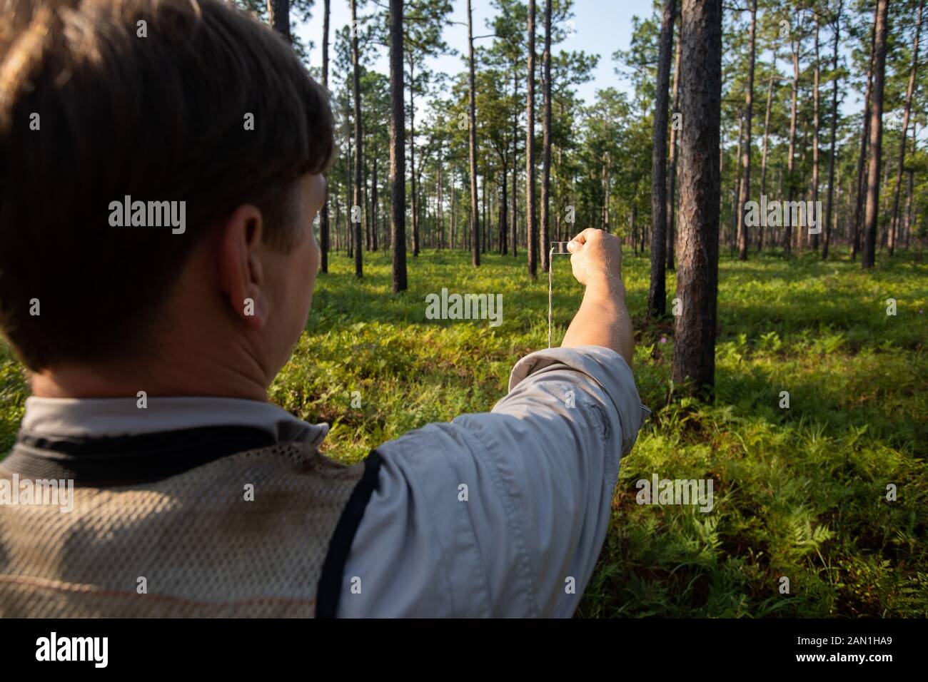 Measuring pine trees Stock Photo - Alamy