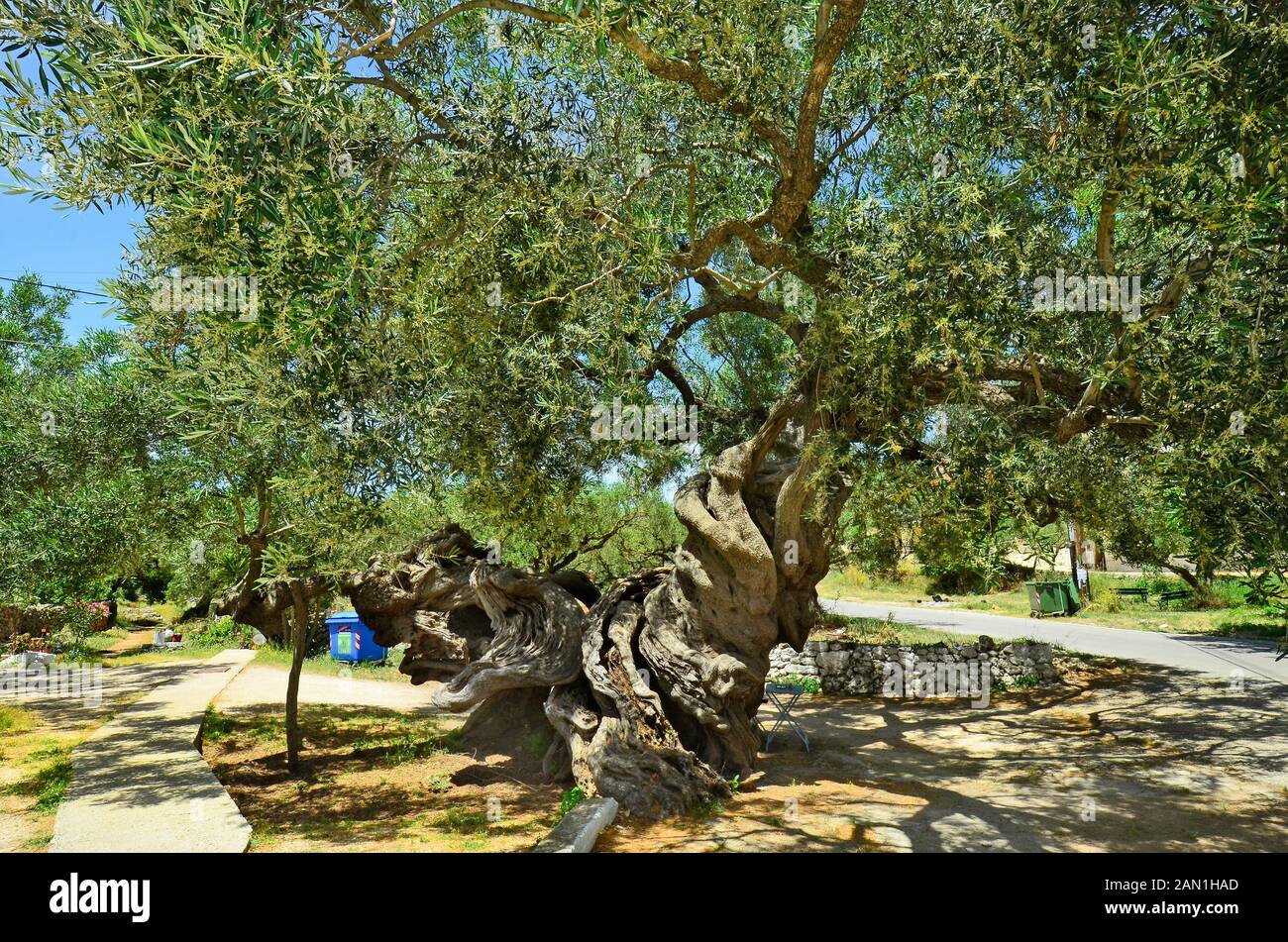 Greece, Zakynthos Island, oldest olive tree Stock Photo - Alamy