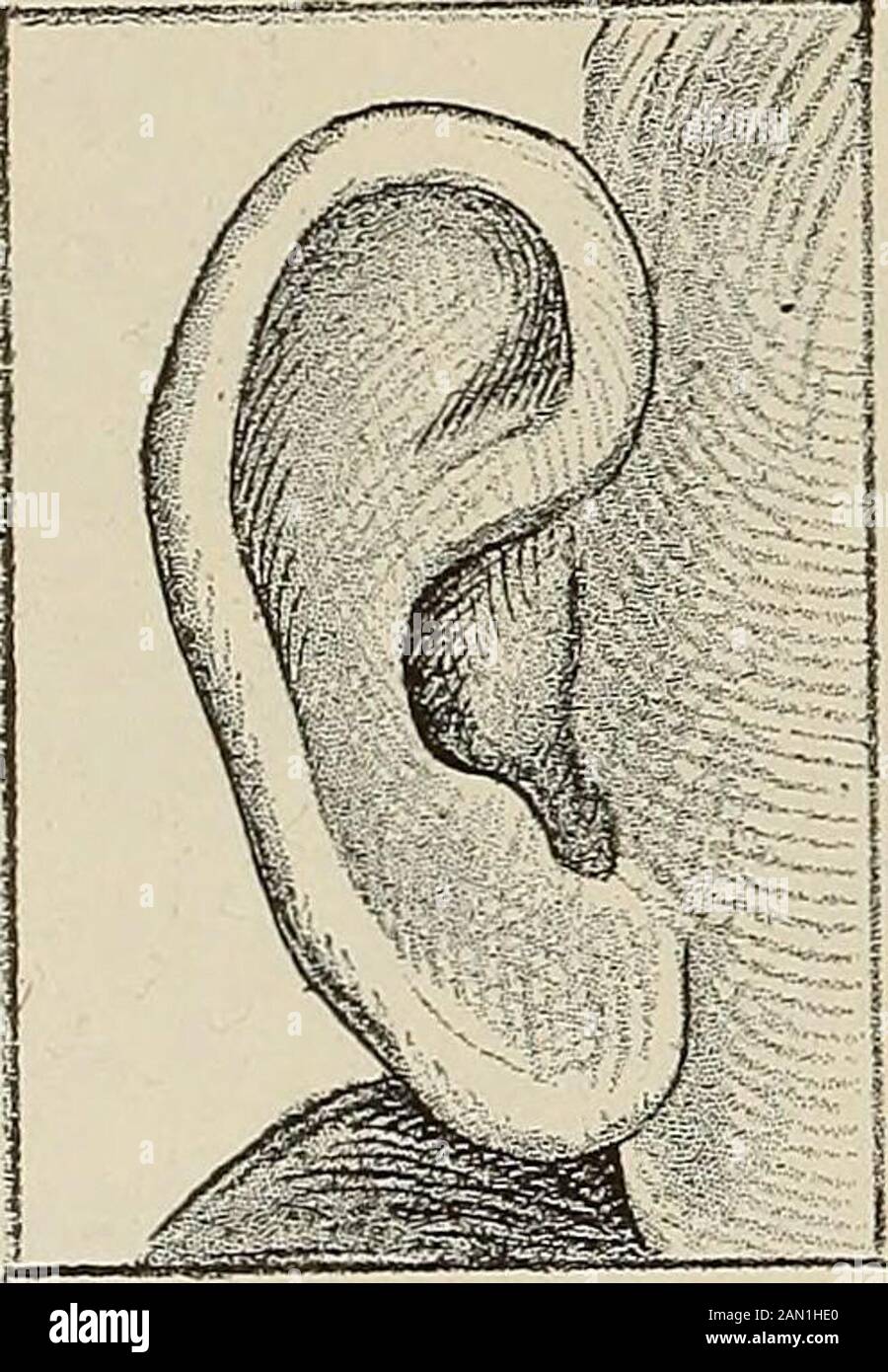 Nervous and mental diseases . oidea arescarcely to be seen. The lower ...