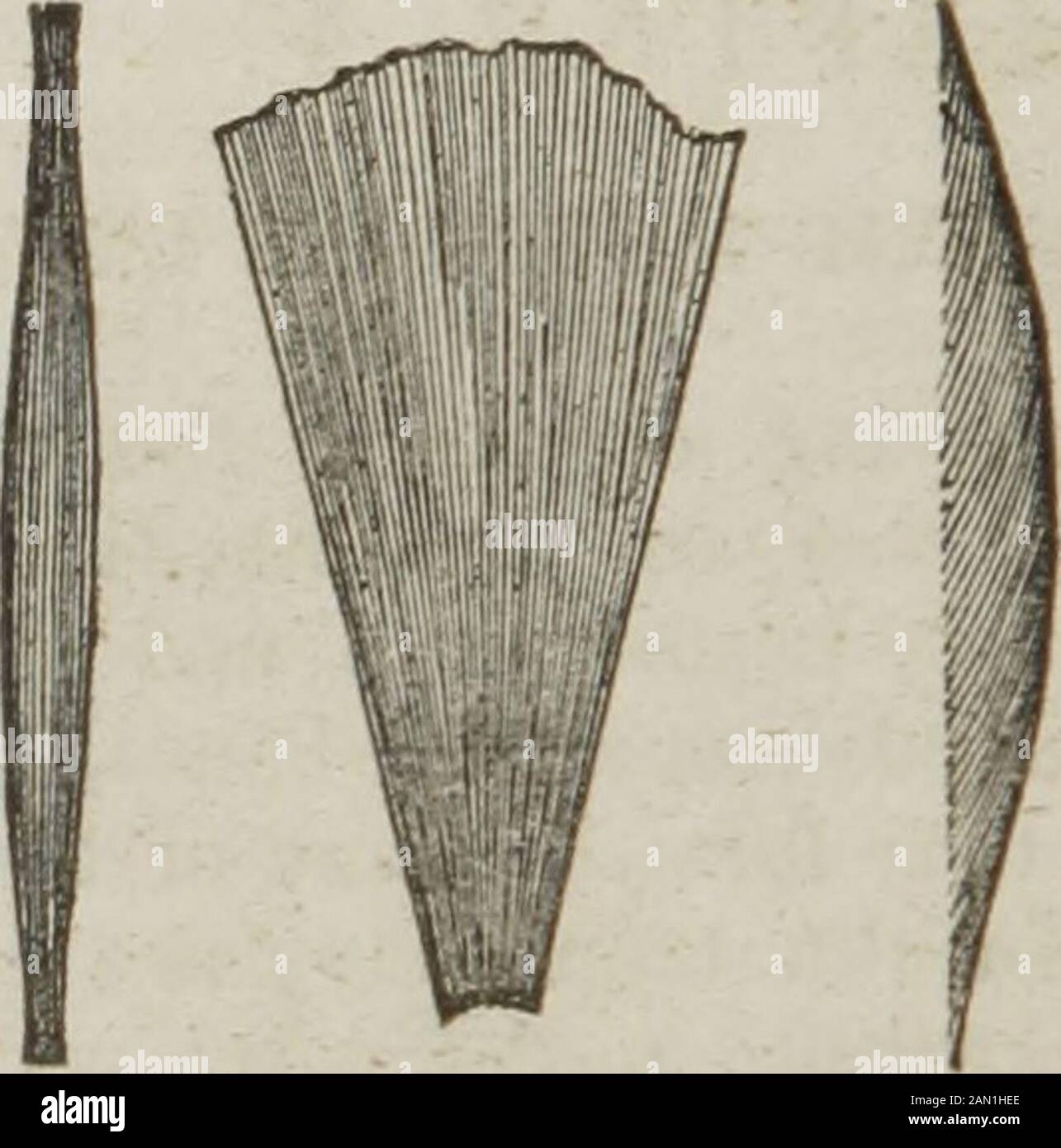 Anatomy and physiology : designed for academies and families . its ...