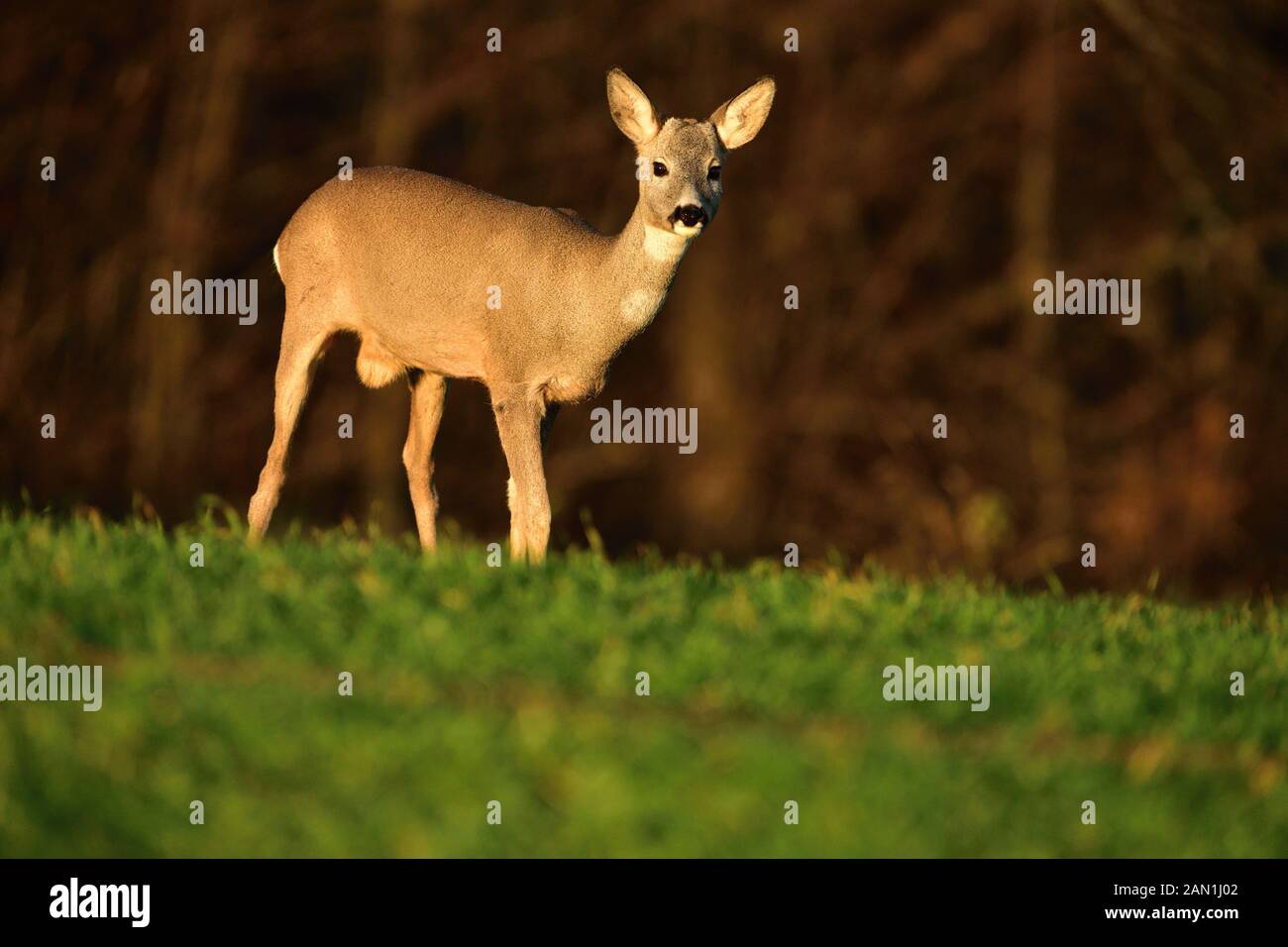Young roe deer with without antler watching on the enemy on meadow ...