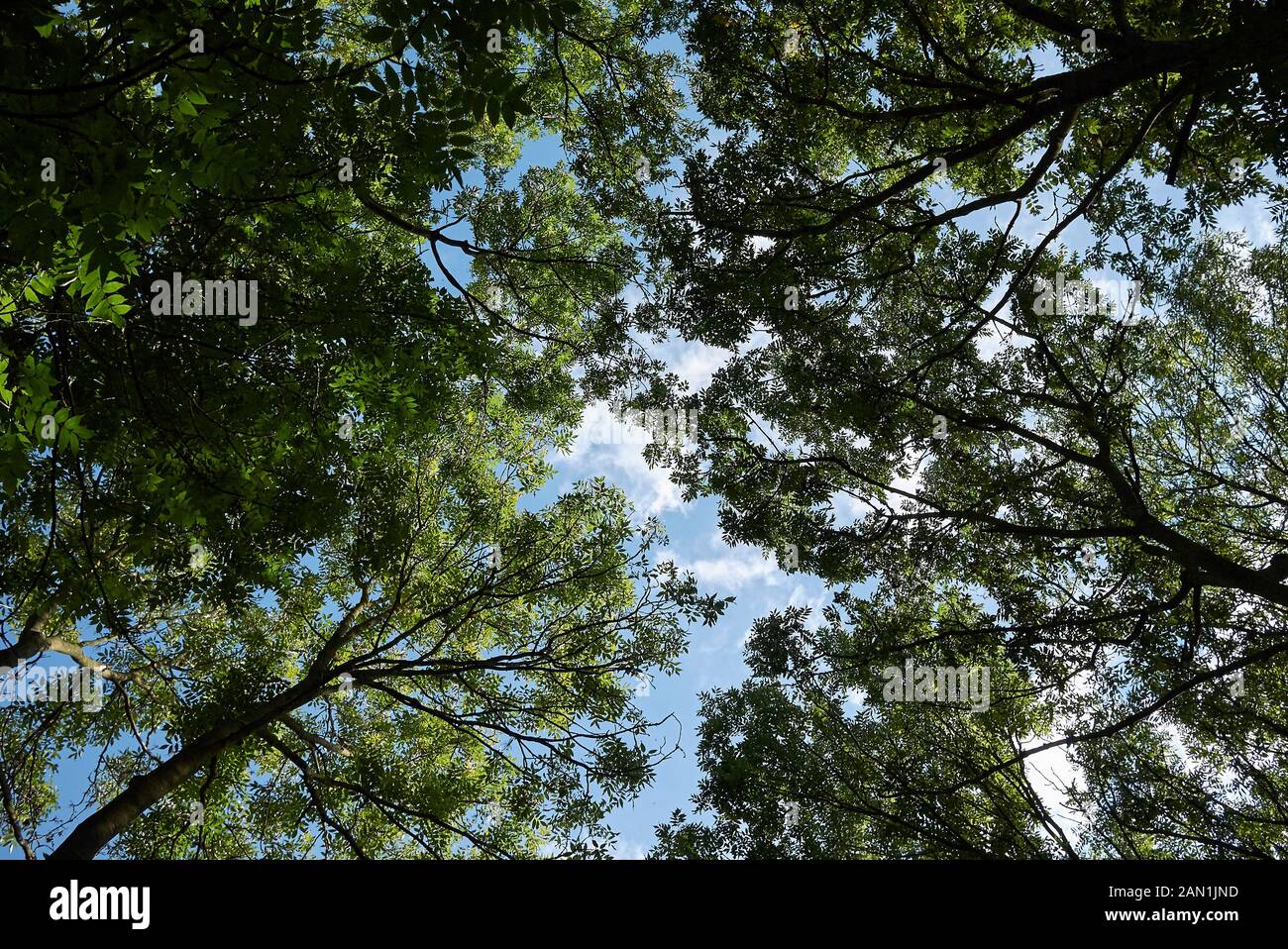 Fraxinus tree solhouette Stock Photo - Alamy
