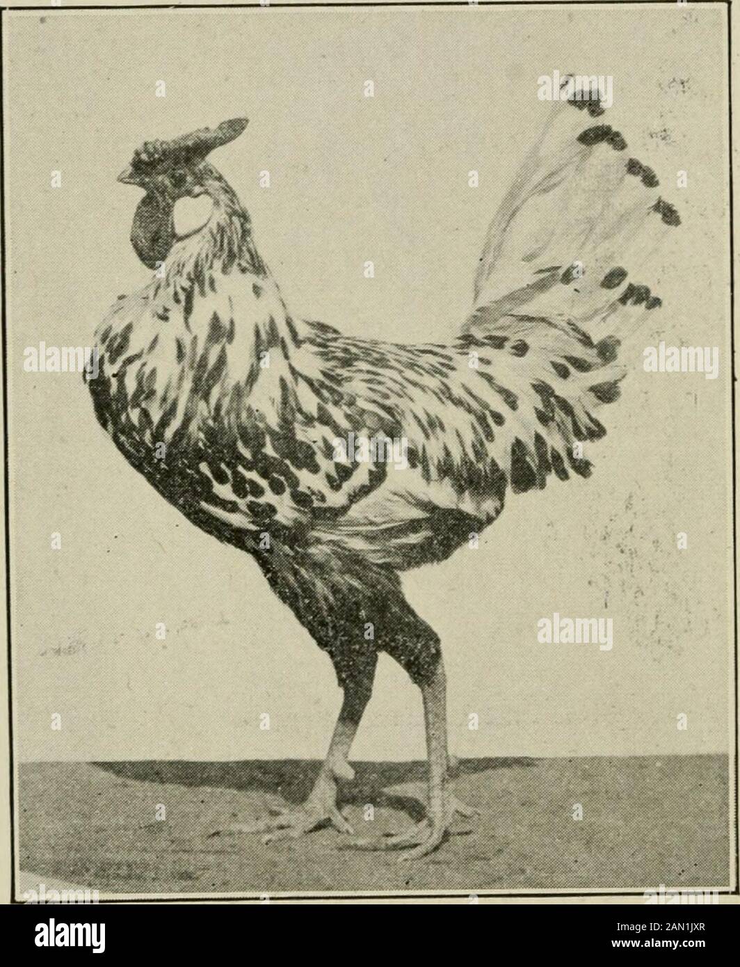 The mating and breeding of poultry . ure.) 244 THE MATING AND BREEDING ...