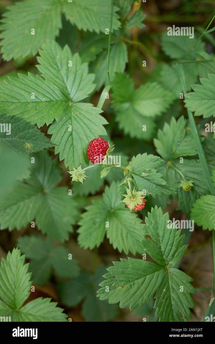 wild strawberry of Fragaria vesca Stock Photo - Alamy
