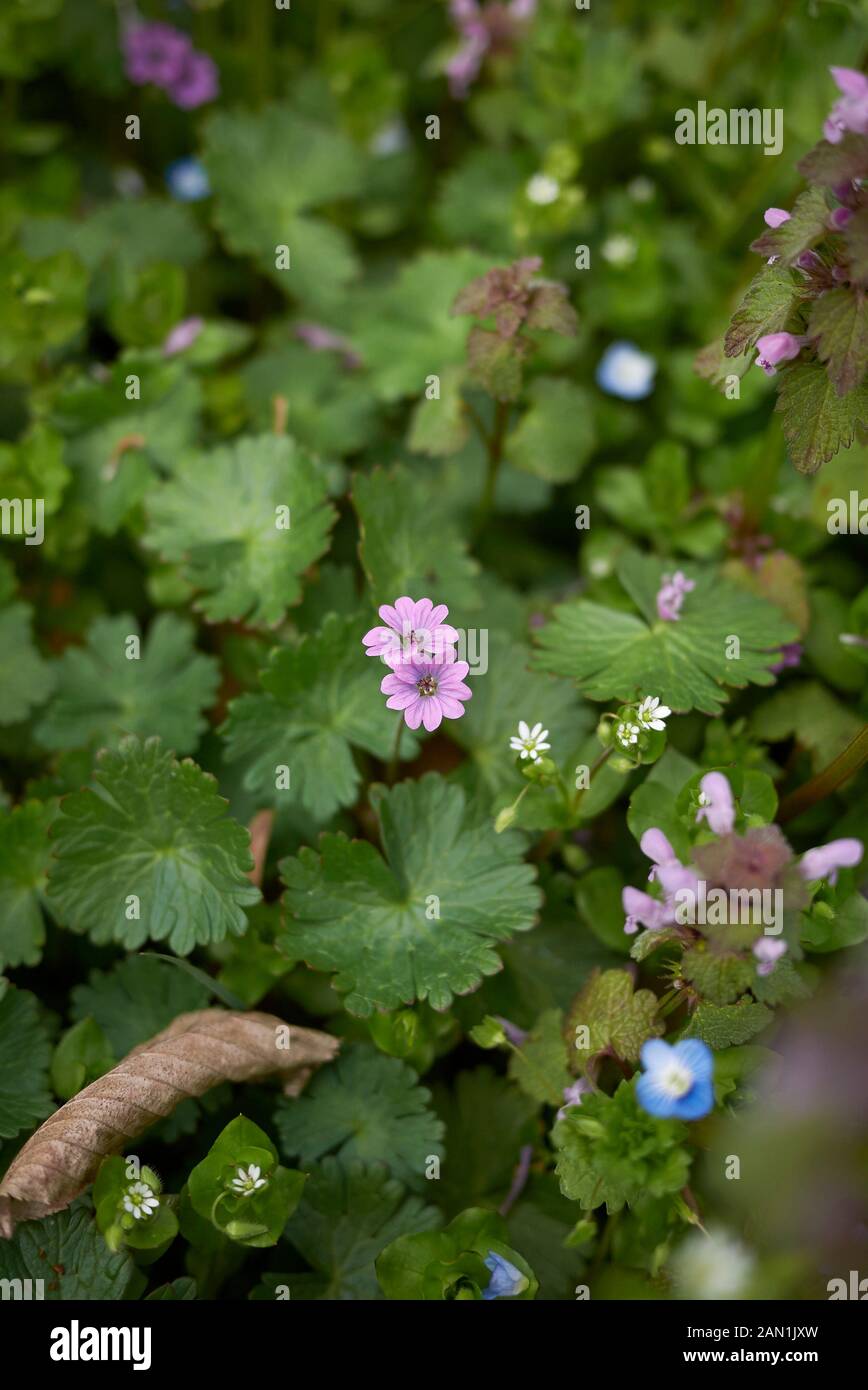 fresh leaves and flowers of Geranium molle Stock Photo - Alamy