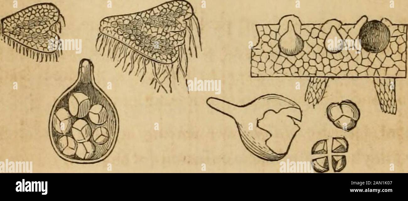 Introduction to structural and systematic botany, and vegetable ...