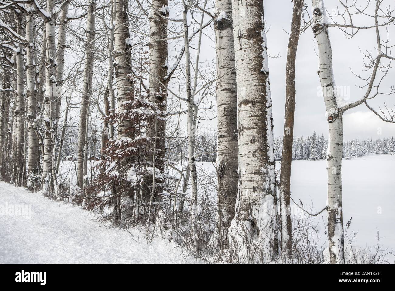 Snow covered birch trees next to a road in winter in north Idaho Stock ...