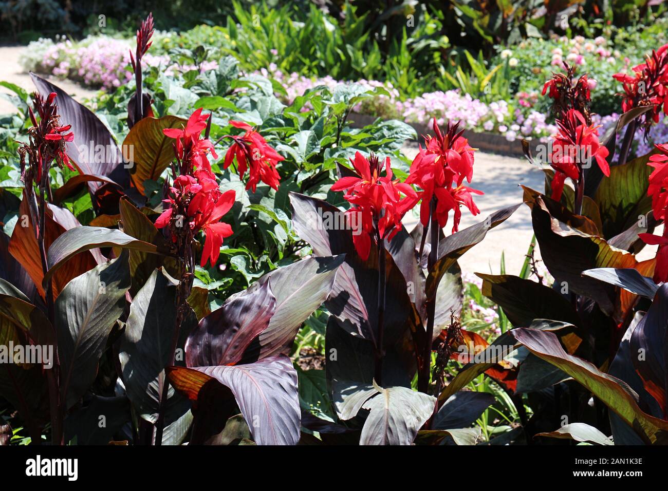 A group of red flowering Australian Canna Lilies in a garden using a ...