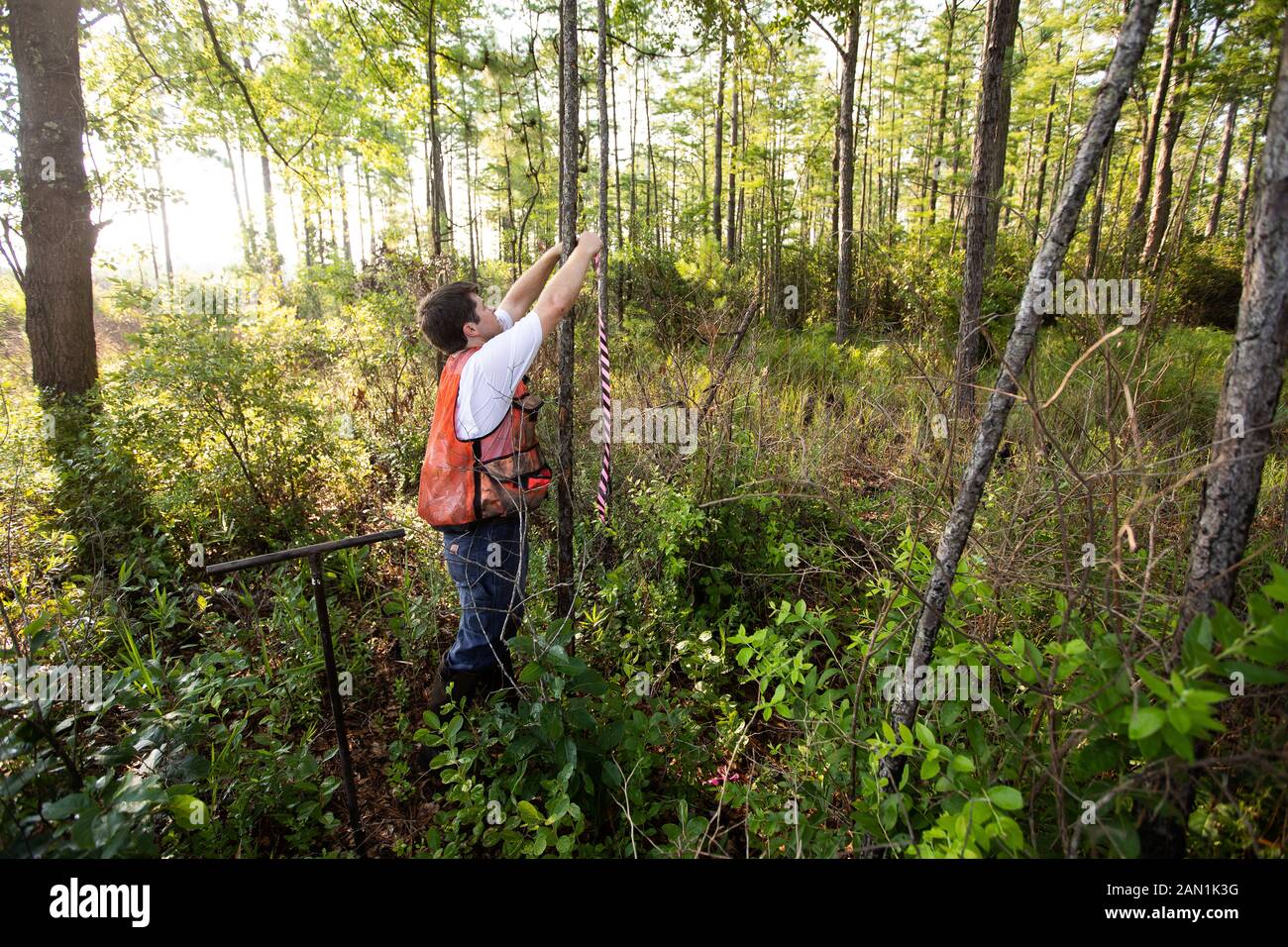 Land/Forest management in South Carolina Stock Photo - Alamy