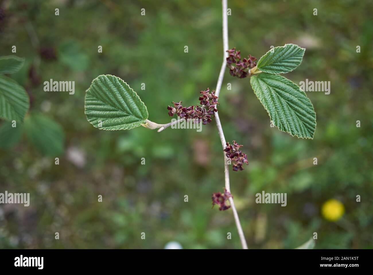 Hamamelis virginiana branch close up Stock Photo - Alamy
