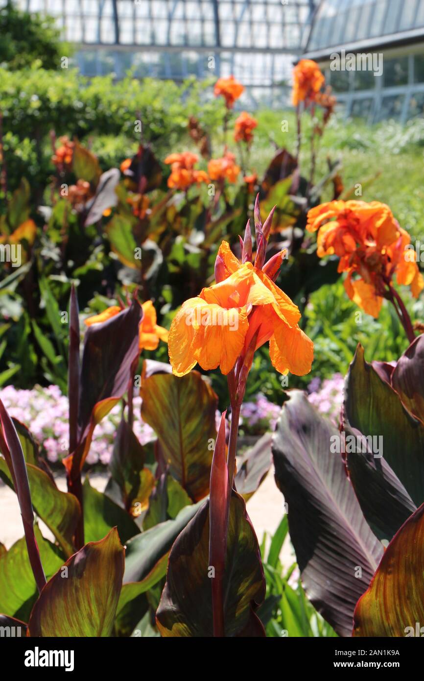 Wyoming canna lily hi-res stock photography and images - Alamy