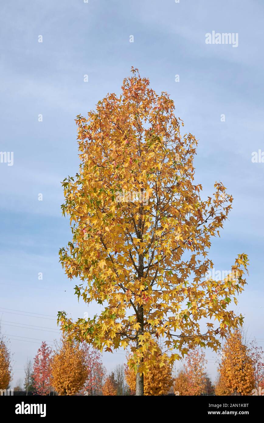 colorful foliage of Liquidambar styraciflua tree in autumn Stock Photo ...