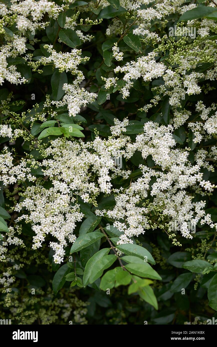 Ligustrum vulgare hedge hi-res stock photography and images - Alamy